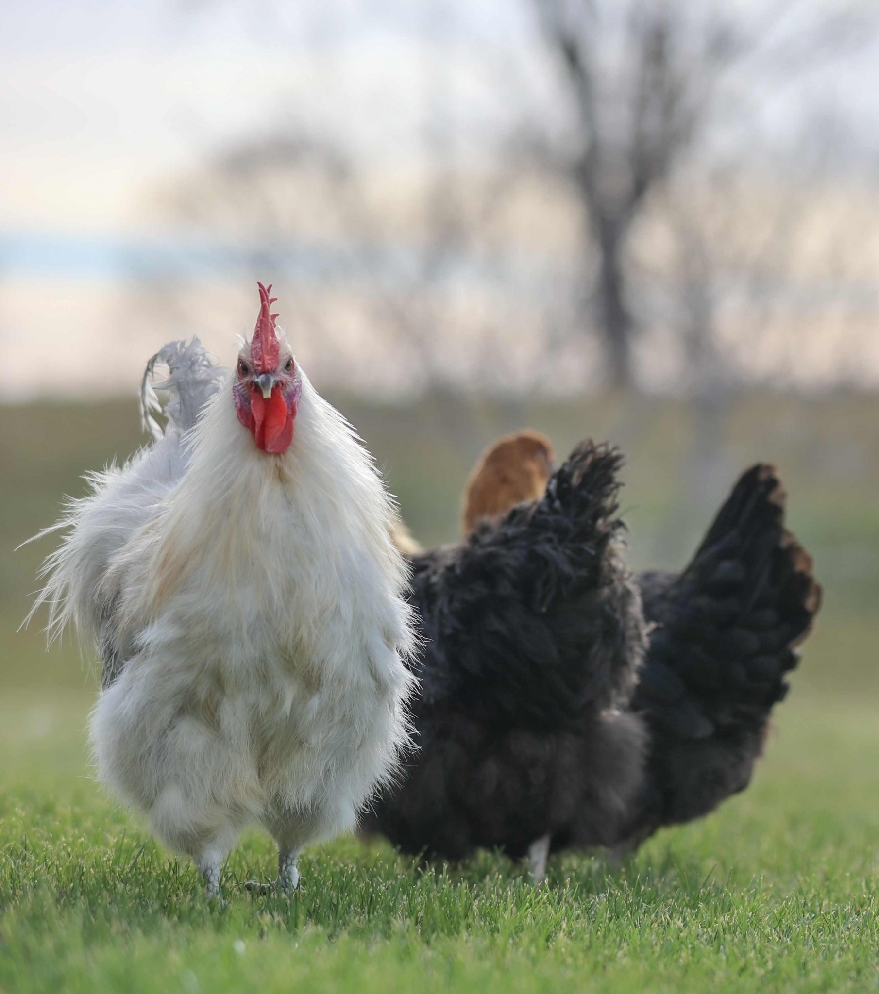 Swedish Hedemora Chickens - Backyard Poultry